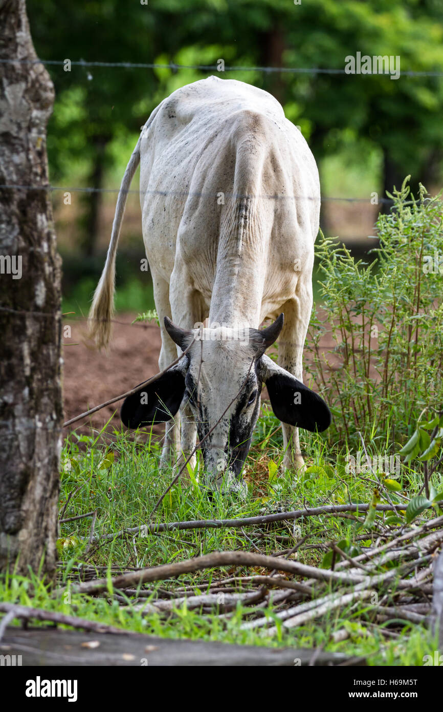 young cow eating grass next to a fence in a large farm in the pacific ...