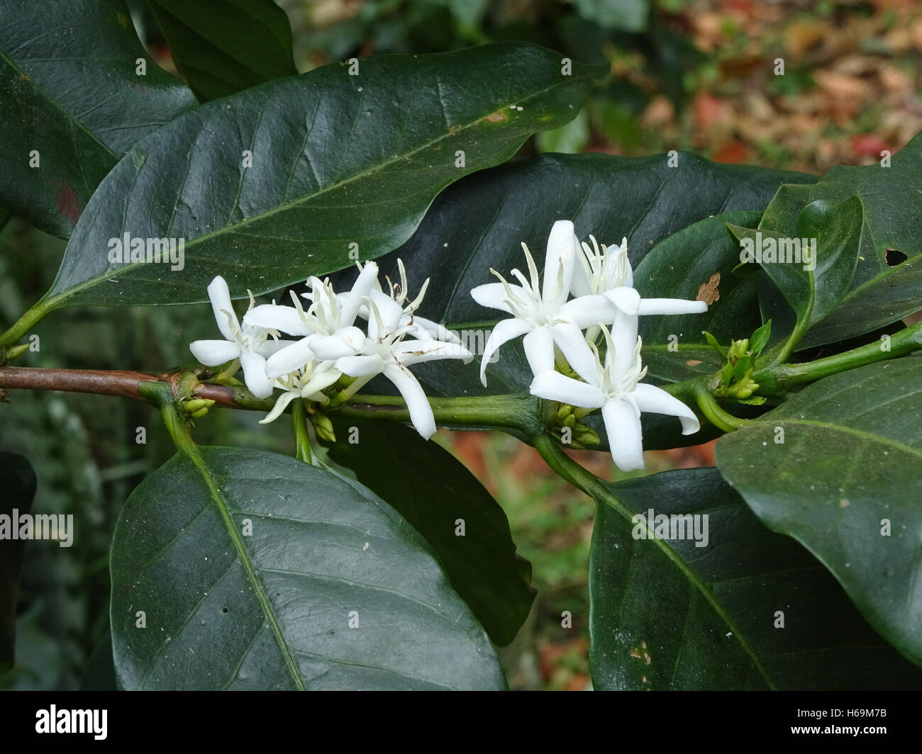 Blossom of coffee bush, Bolaven Plateau, Laos, Asia Stock Photo - Alamy