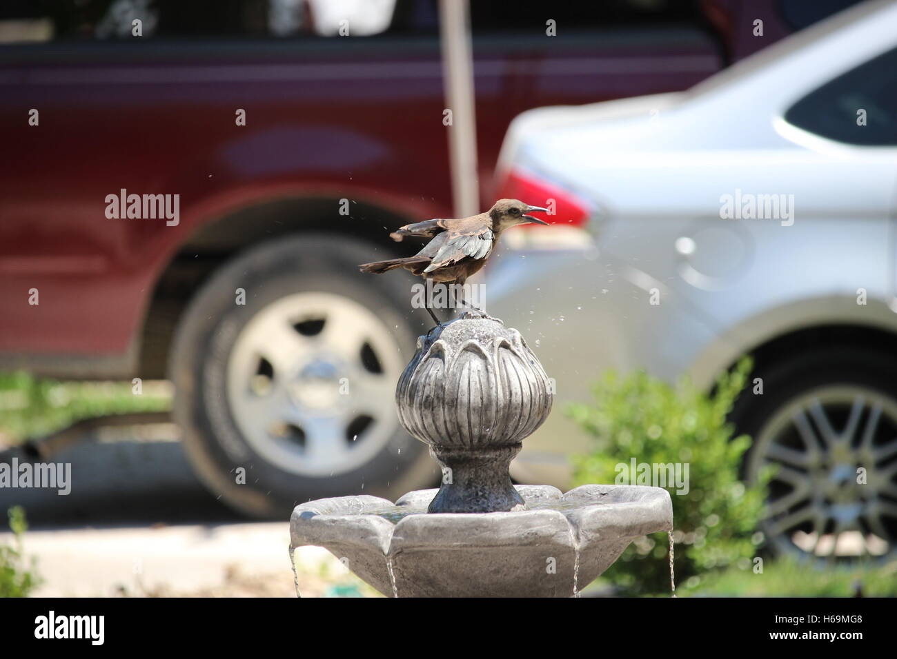 Bird drinking water at a fountain Stock Photo - Alamy