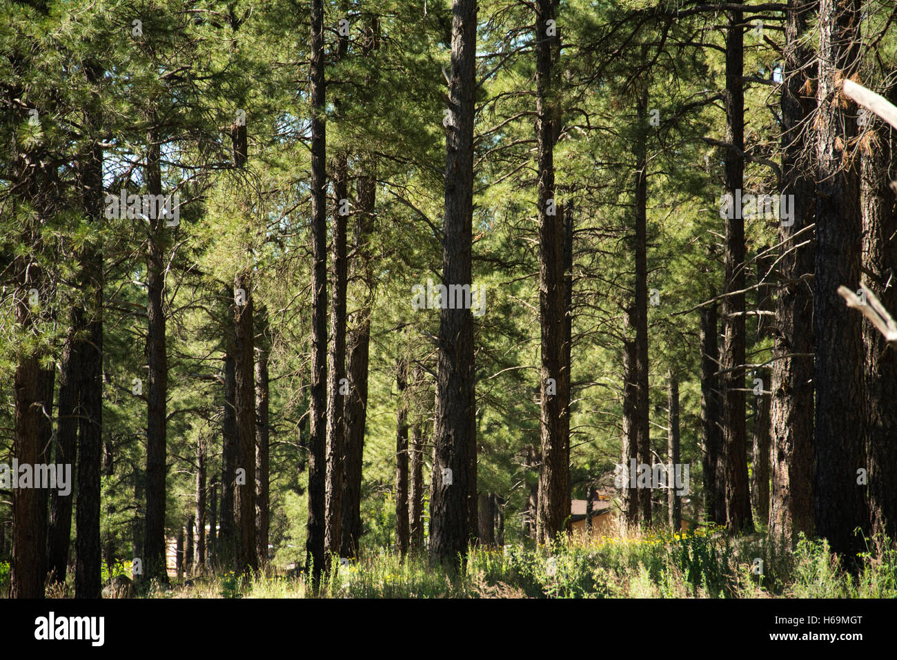 United States of America, USA, Arizona, AR, Flagstaff, Coconino ...