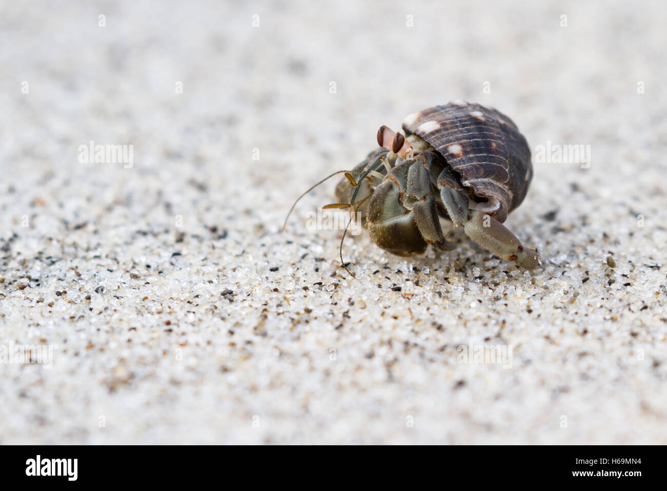 Terrestrial crustaceans hi-res stock photography and images - Alamy