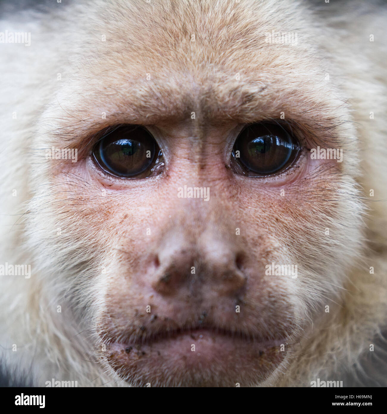 close up of the face of a white faced capuchin monkey in a zoo in ...