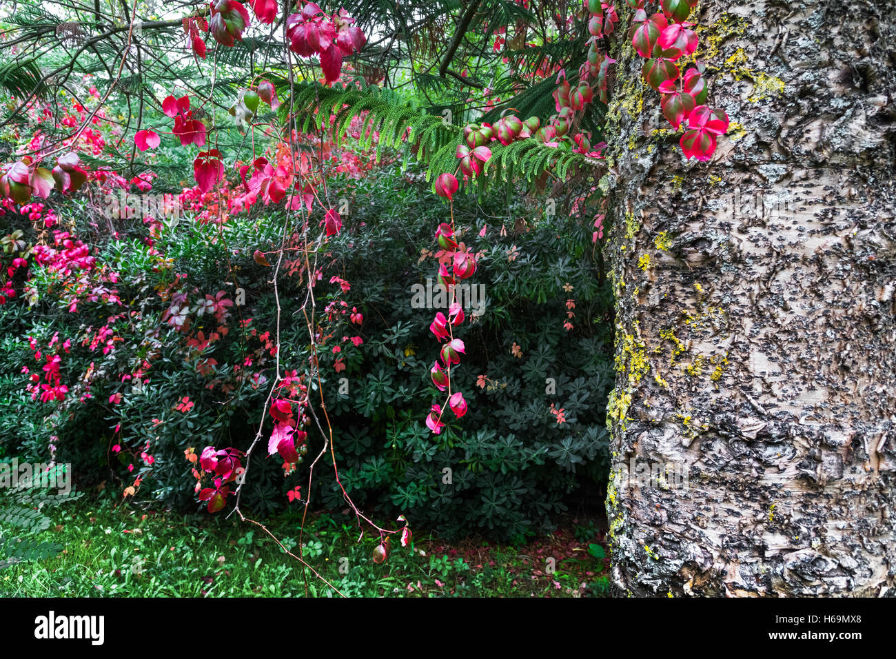 Falling Autumn Leaves background Stock Photo - Alamy