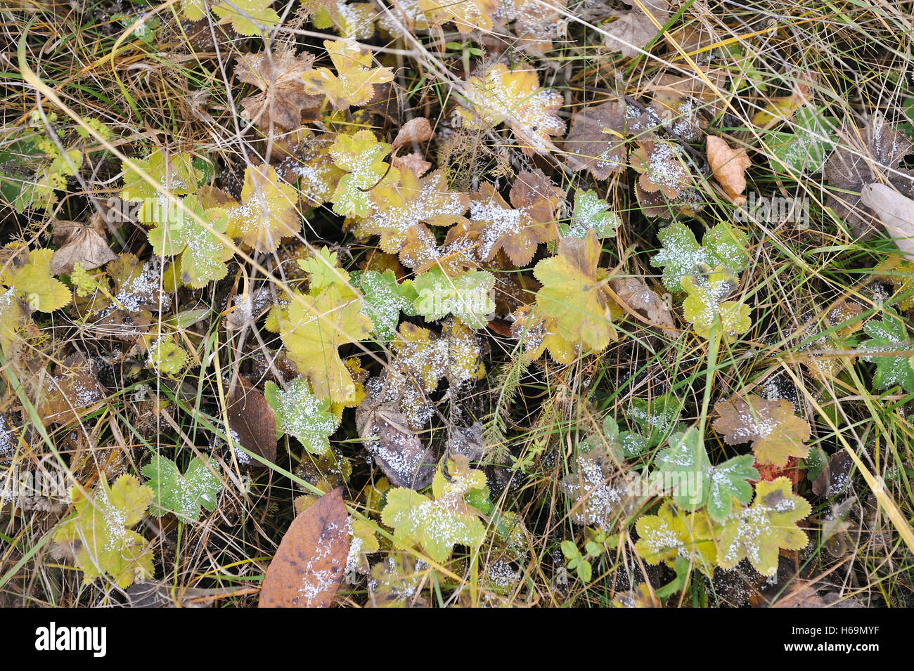First snowflakes lying on autumn grass Stock Photo - Alamy