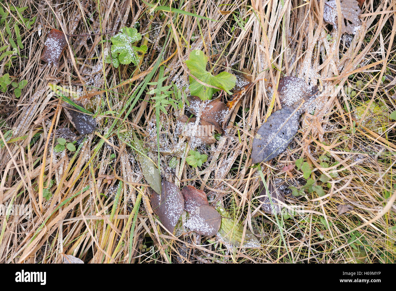First snowflakes lying on autumn grass Stock Photo - Alamy