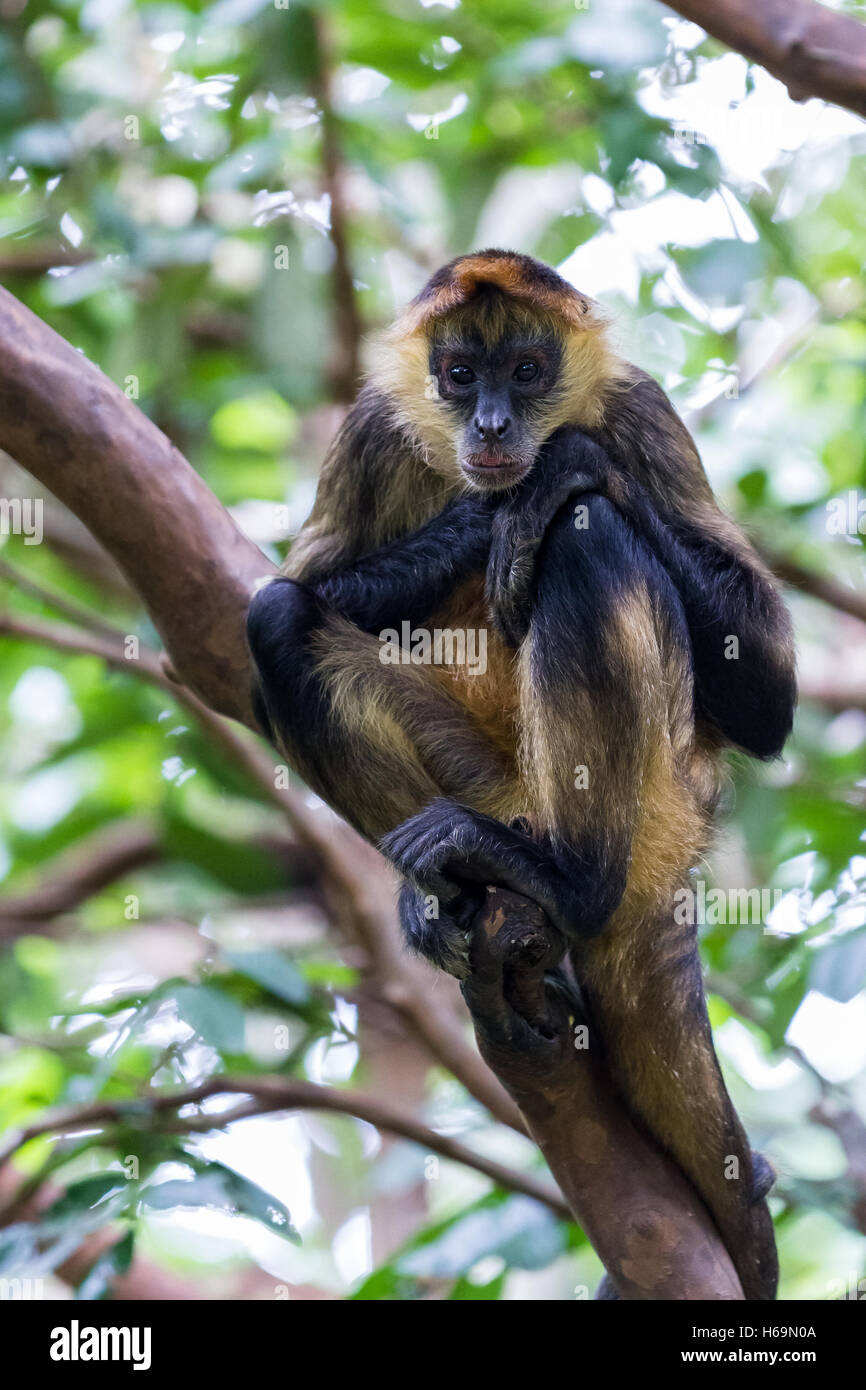 Spider Monkey Hanging In Tree High Resolution Stock Photography and ...