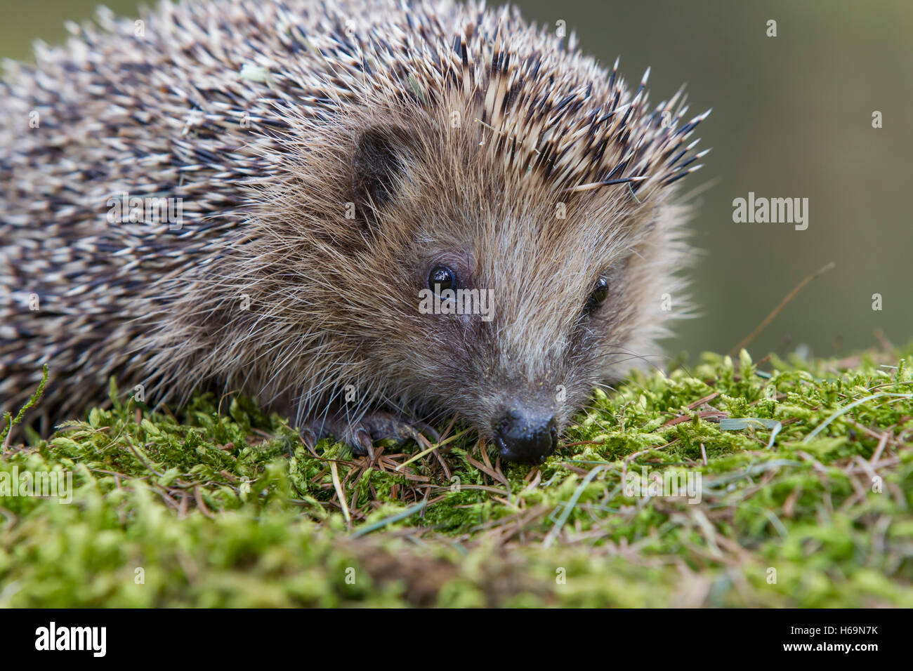 Igel igel hi-res stock photography and images - Alamy