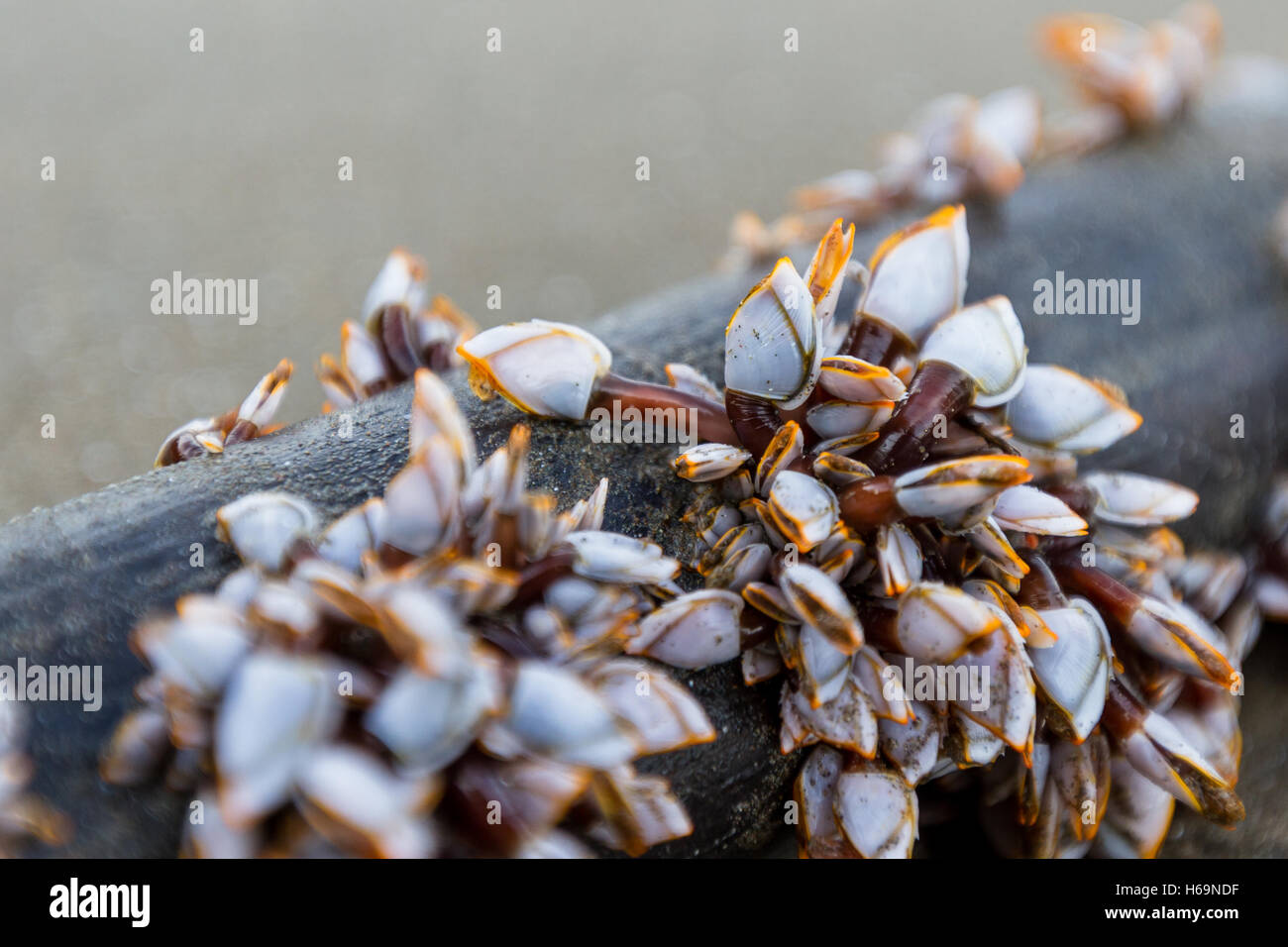 cluster of mussels on a piece of drift wood in Tropical Costa Rica ...