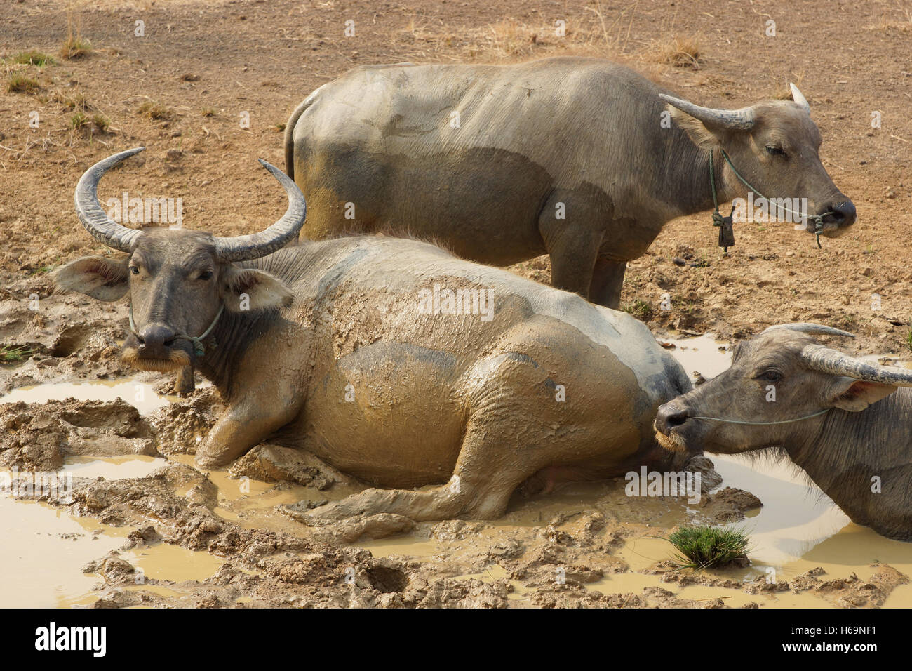 Water buffalos, most important farm animals of Laos, Asia Stock Photo ...