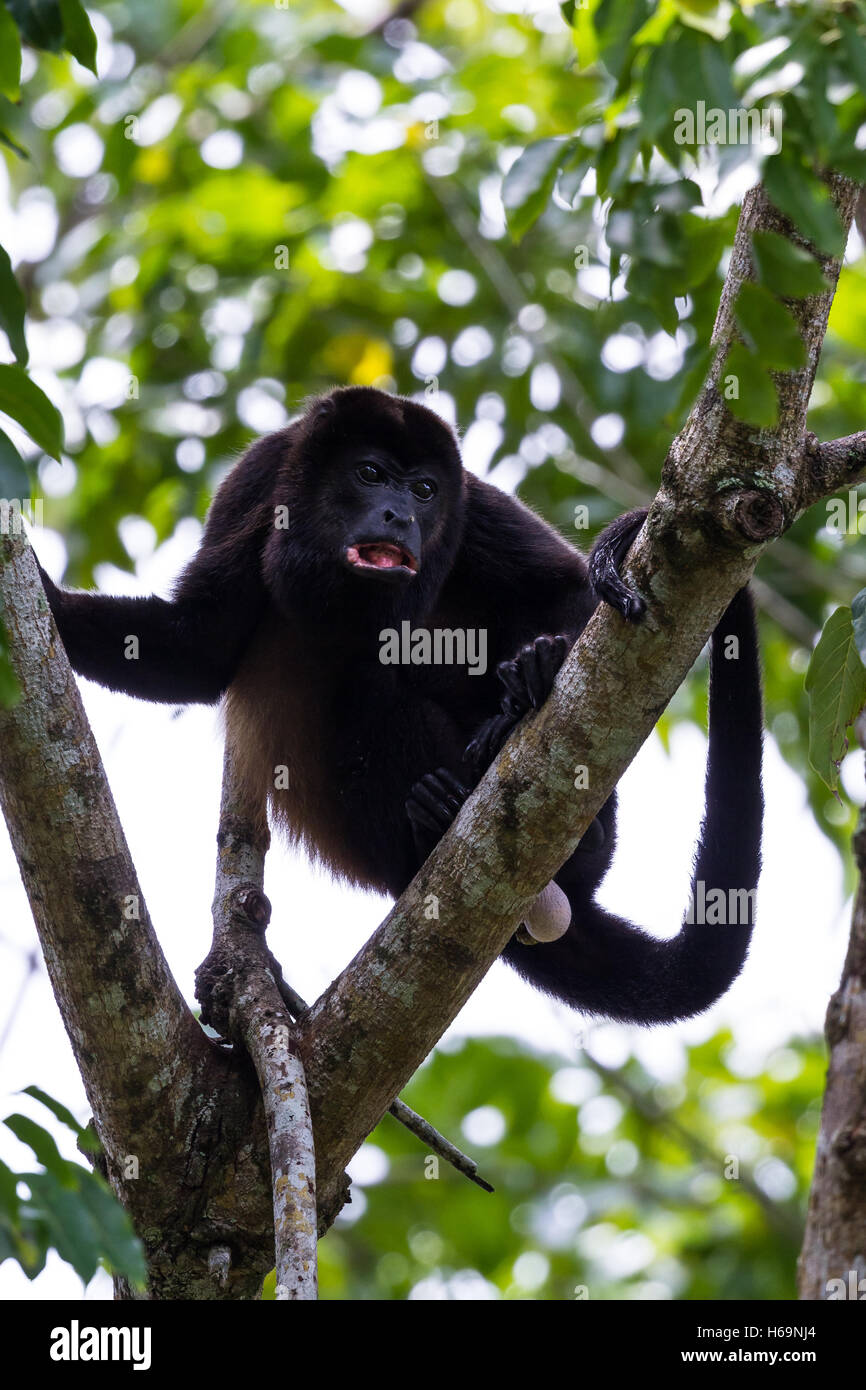 tropical scene with an adult male mantled howler up a tree in the ...