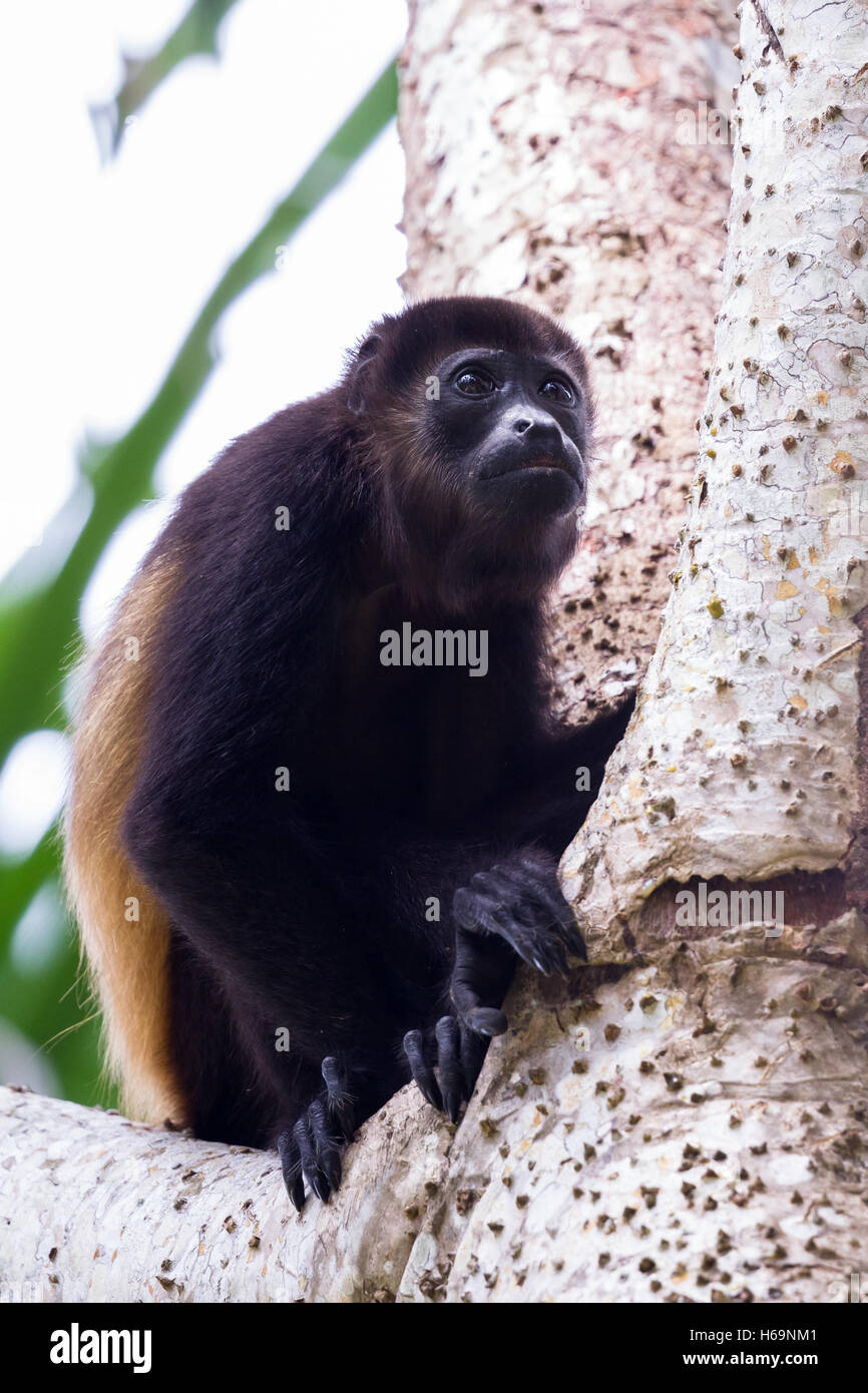 tropical scene with a young mantled howler up a tree in the Nicoya ...
