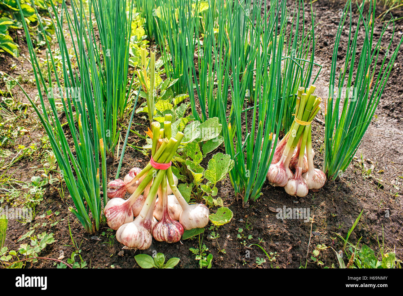 two bundles of garlic lying on the ground on summer day Stock Photo - Alamy