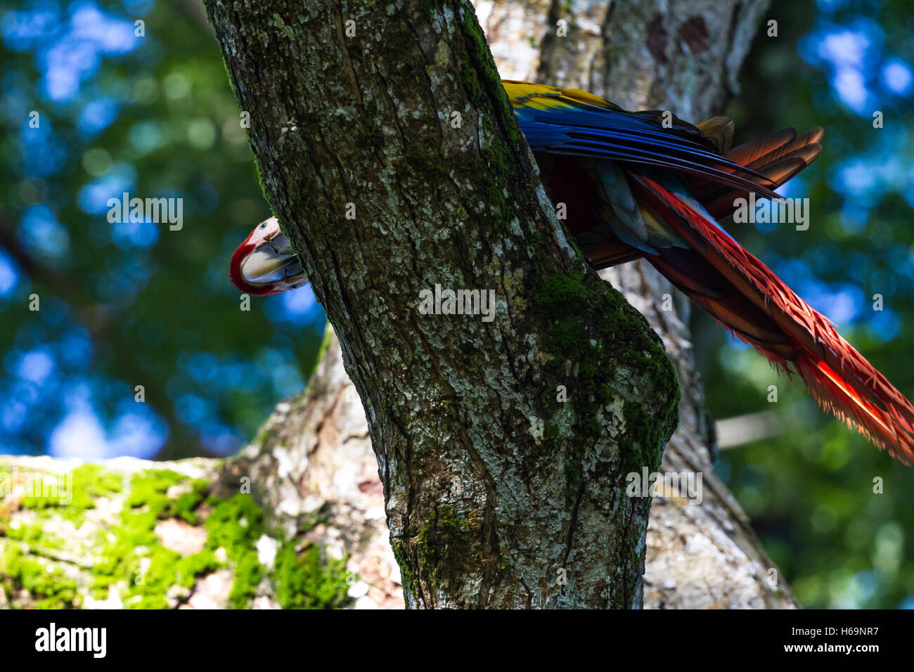 curious scarlet macaw peaking form around a tree branch Stock Photo - Alamy