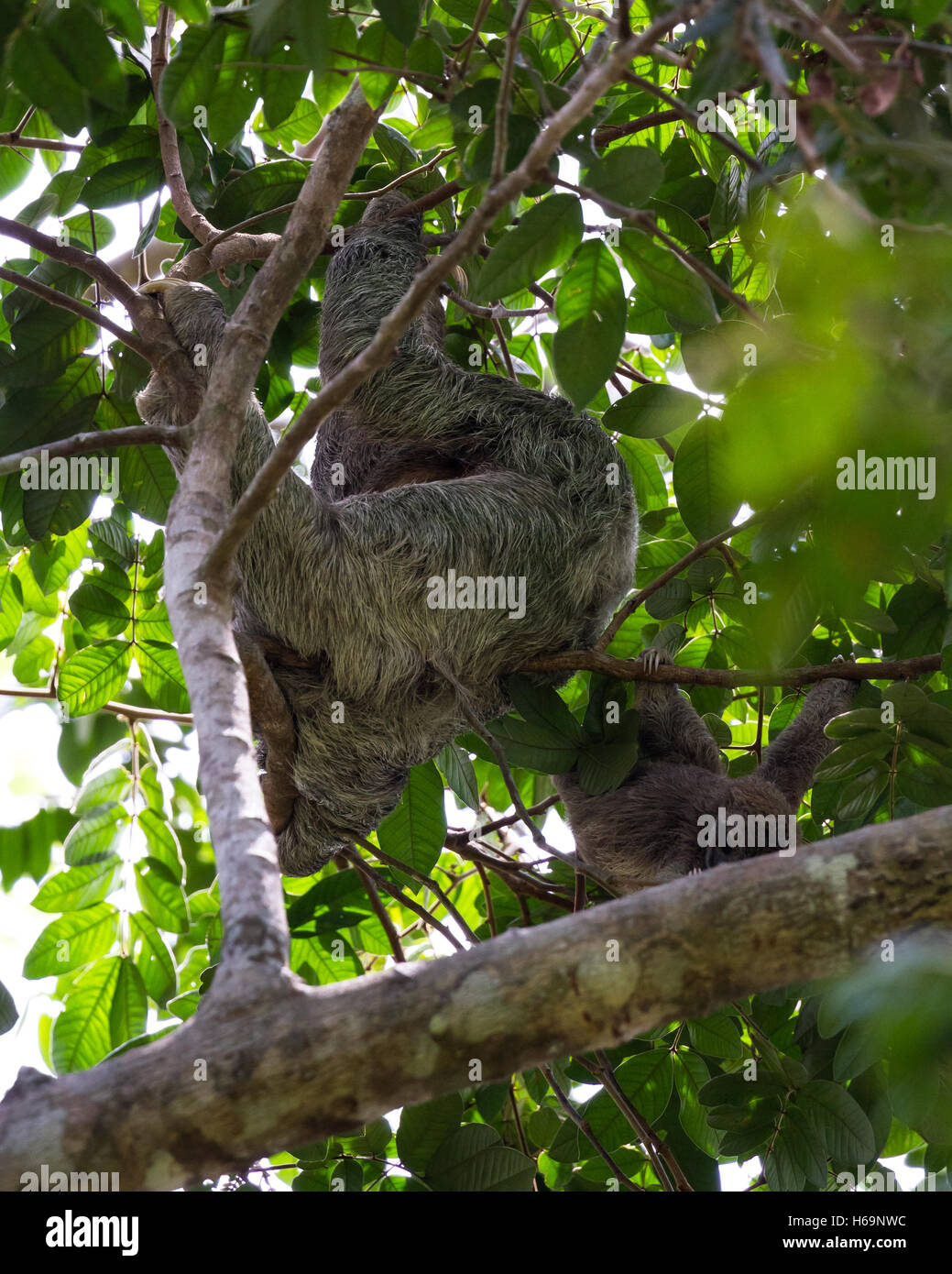 female three toed sloth in the costa rican rainforest hanging from a ...