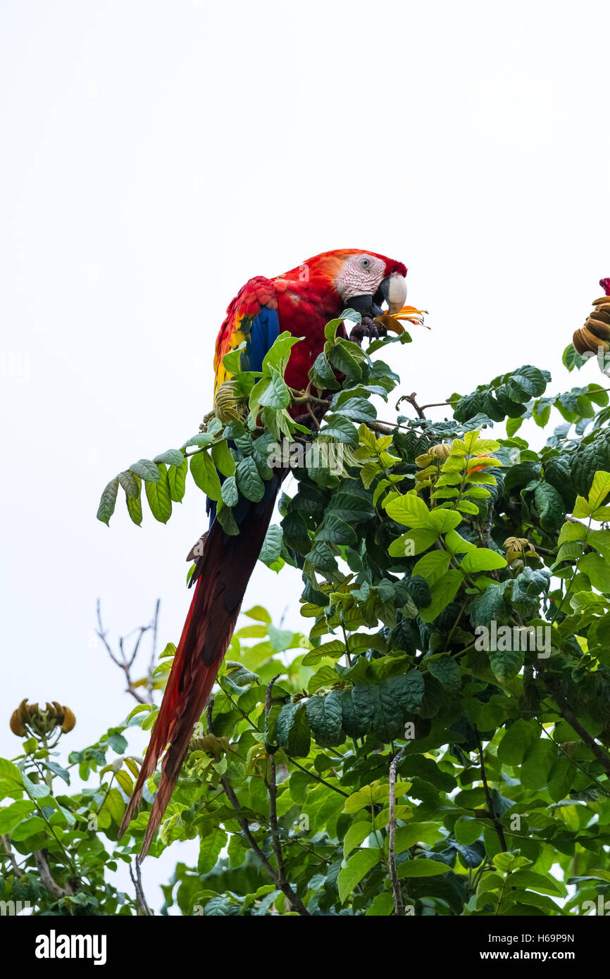 scarlet macaw feeding on a small tree with range blooms Stock Photo - Alamy