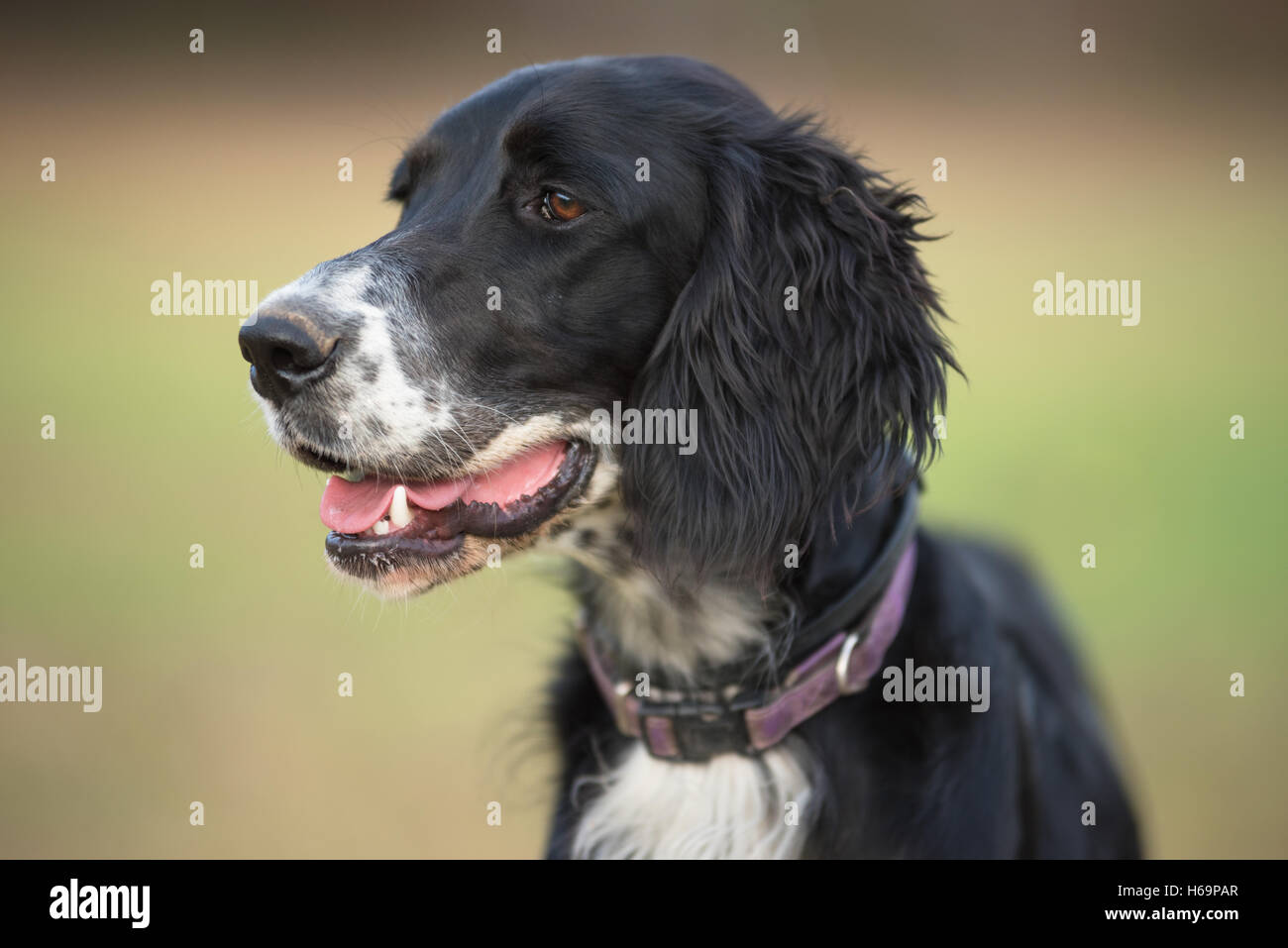 English setter hi-res stock photography and images - Alamy