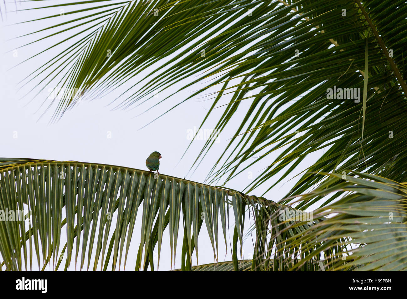 lone parakeet on a palm tree in a beach in costa Rica Stock Photo - Alamy