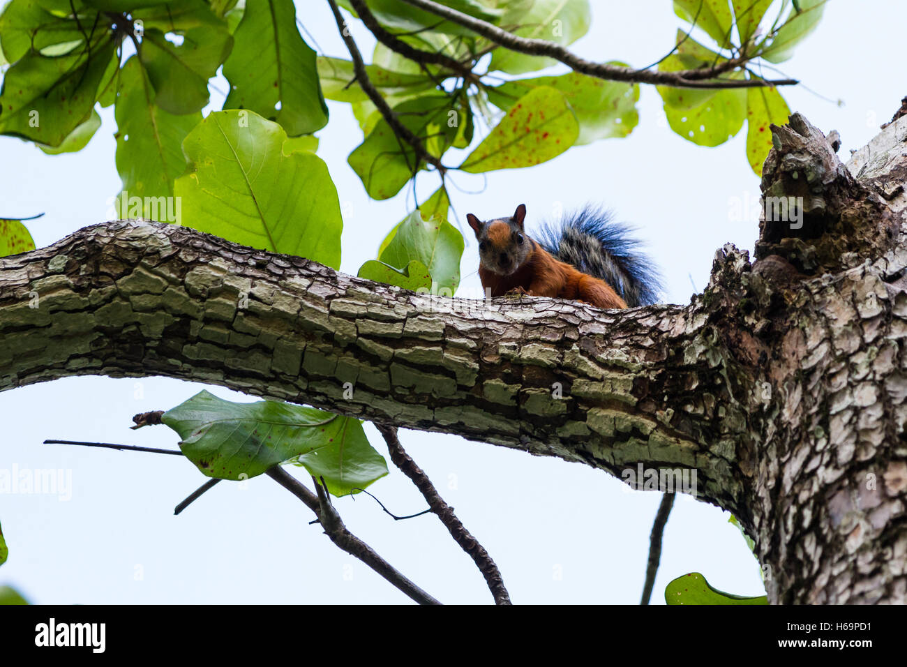 cute red brown squirrel with a bushy grey tail on a tree in Costa Rica ...