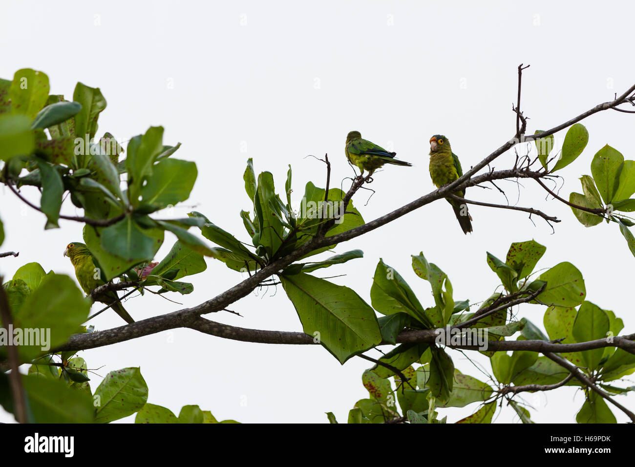 group of small green parakeets perched on a tree in Costa Rica Stock ...