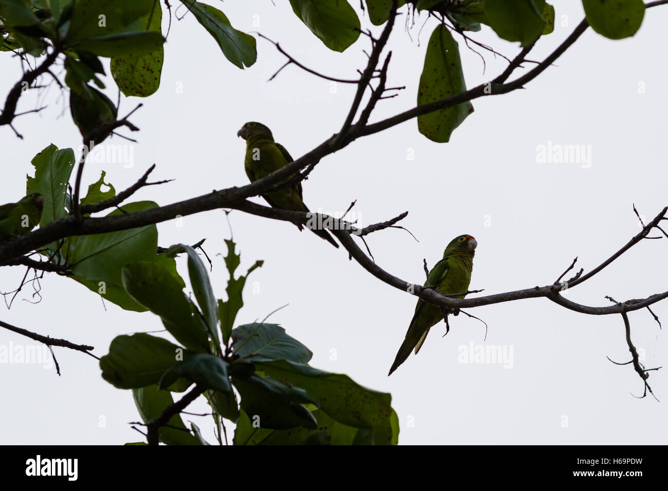 group of small green parakeets perched on a tree in Costa Rica Stock ...