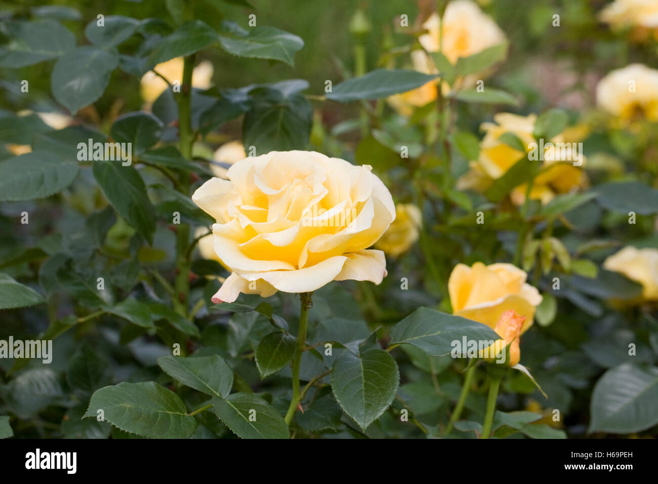 Glorious rose hi-res stock photography and images - Alamy
