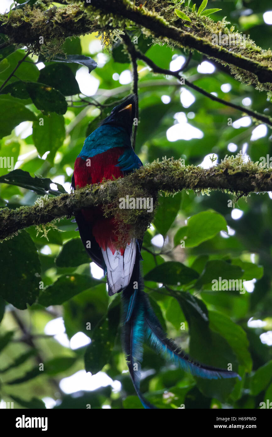 Resplendent quetzal perched on a tree in the cloud forest of Monteverde ...