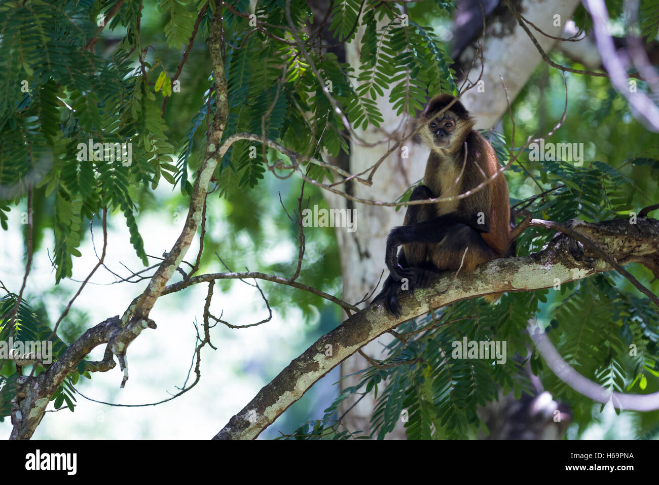 Geoffroy's spider monkey in a tropical rainforest of Costa Rica Stock ...