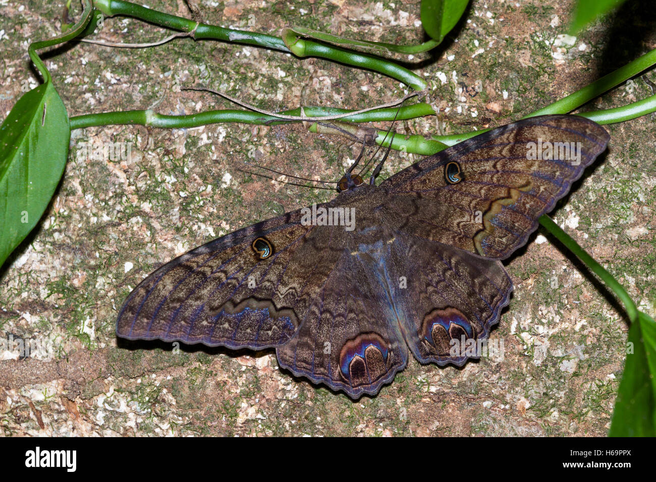beautiful large brown butterfly with blue eyes on its wings as a ...