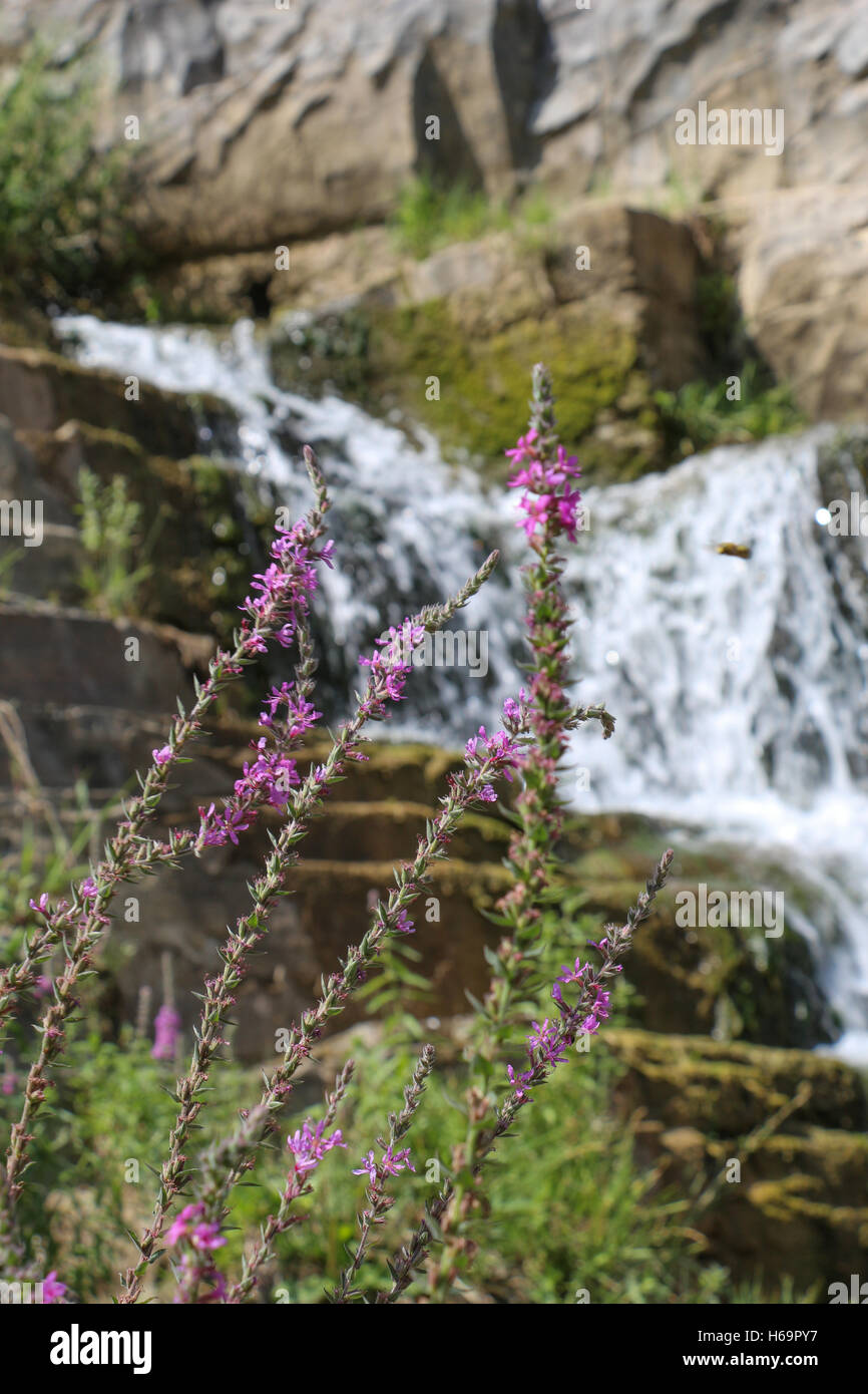 Beautiful little waterfall in forest as nature background Stock Photo ...