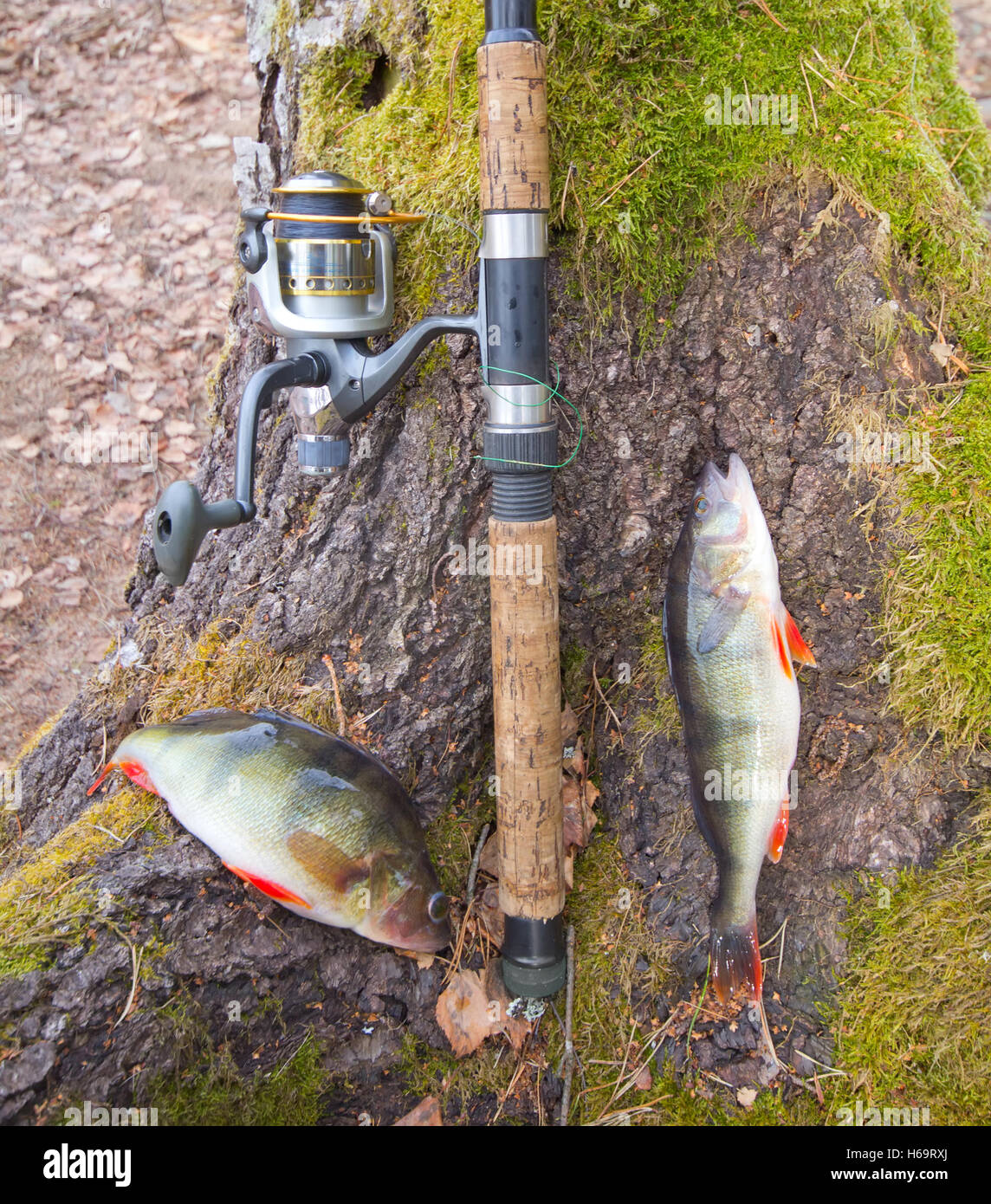 the perch from the forest lake Stock Photo - Alamy