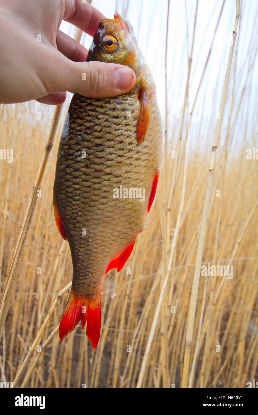 rudd caught on hook against water and cane Stock Photo - Alamy