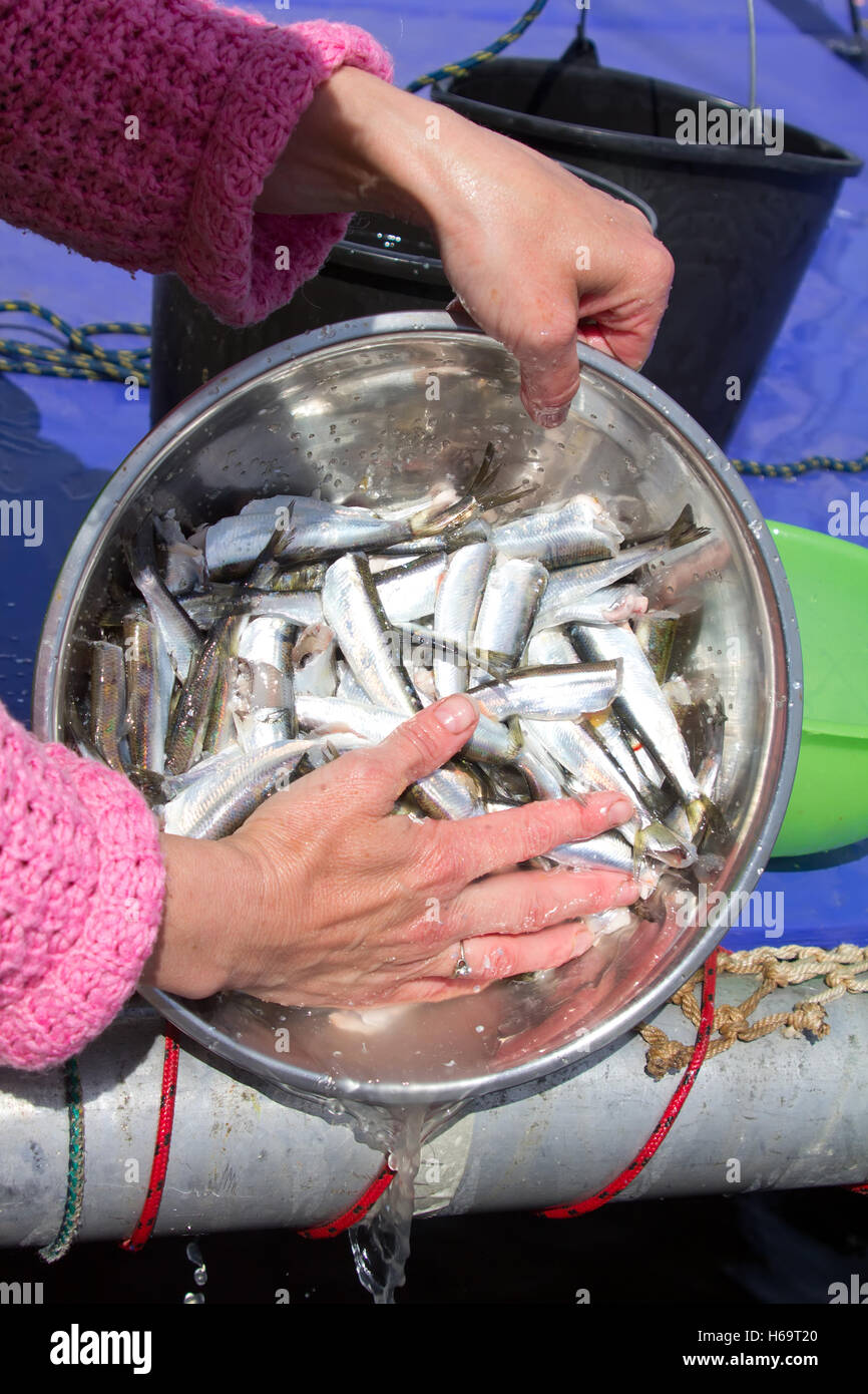 sea smelt prepared for the cook Stock Photo - Alamy