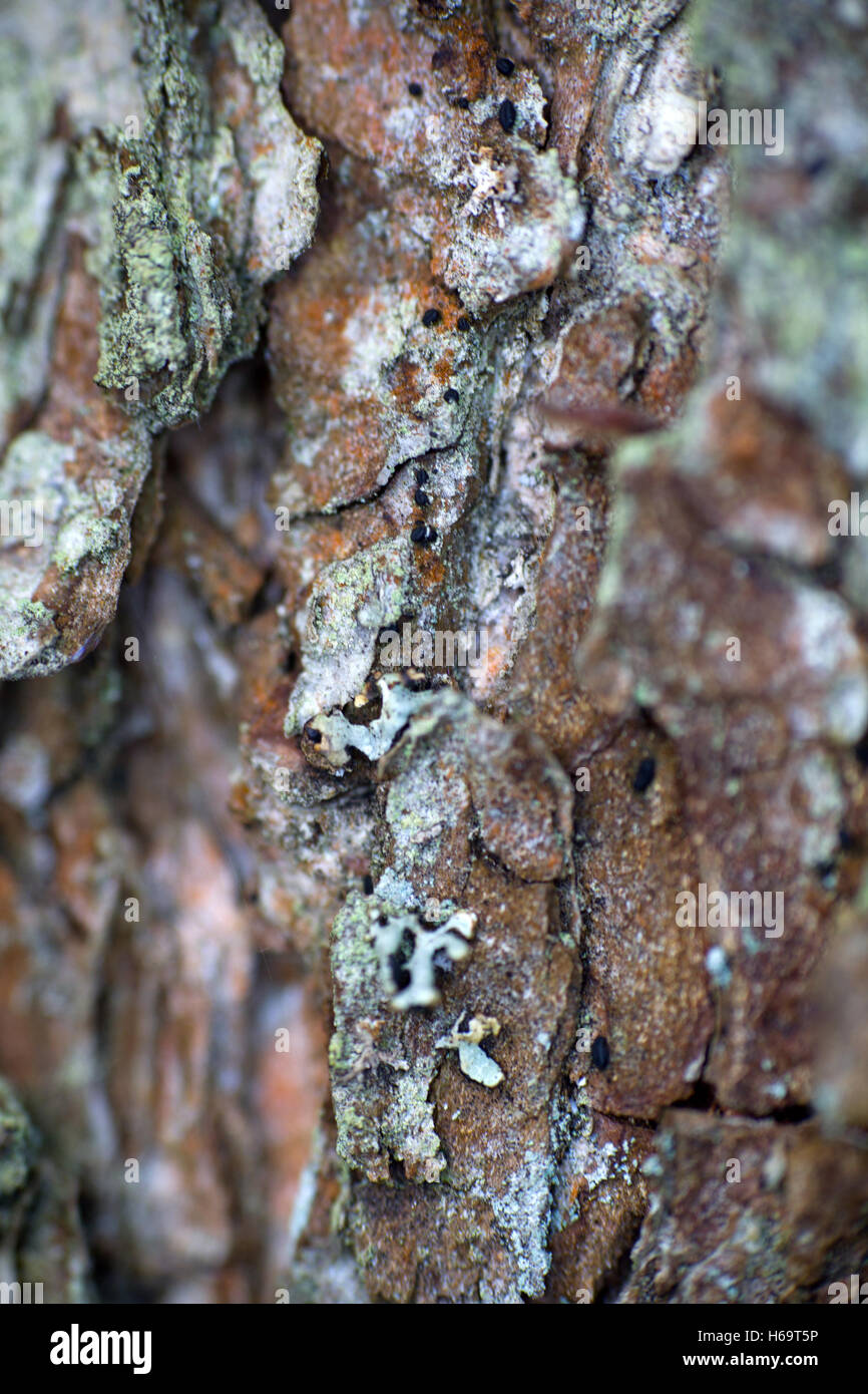 bark of alder tree close up Stock Photo - Alamy