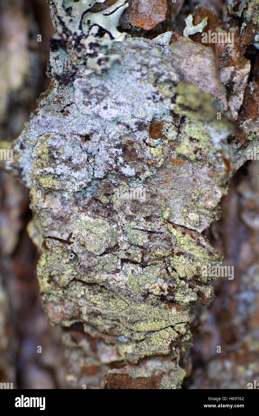 bark of alder tree close up Stock Photo - Alamy