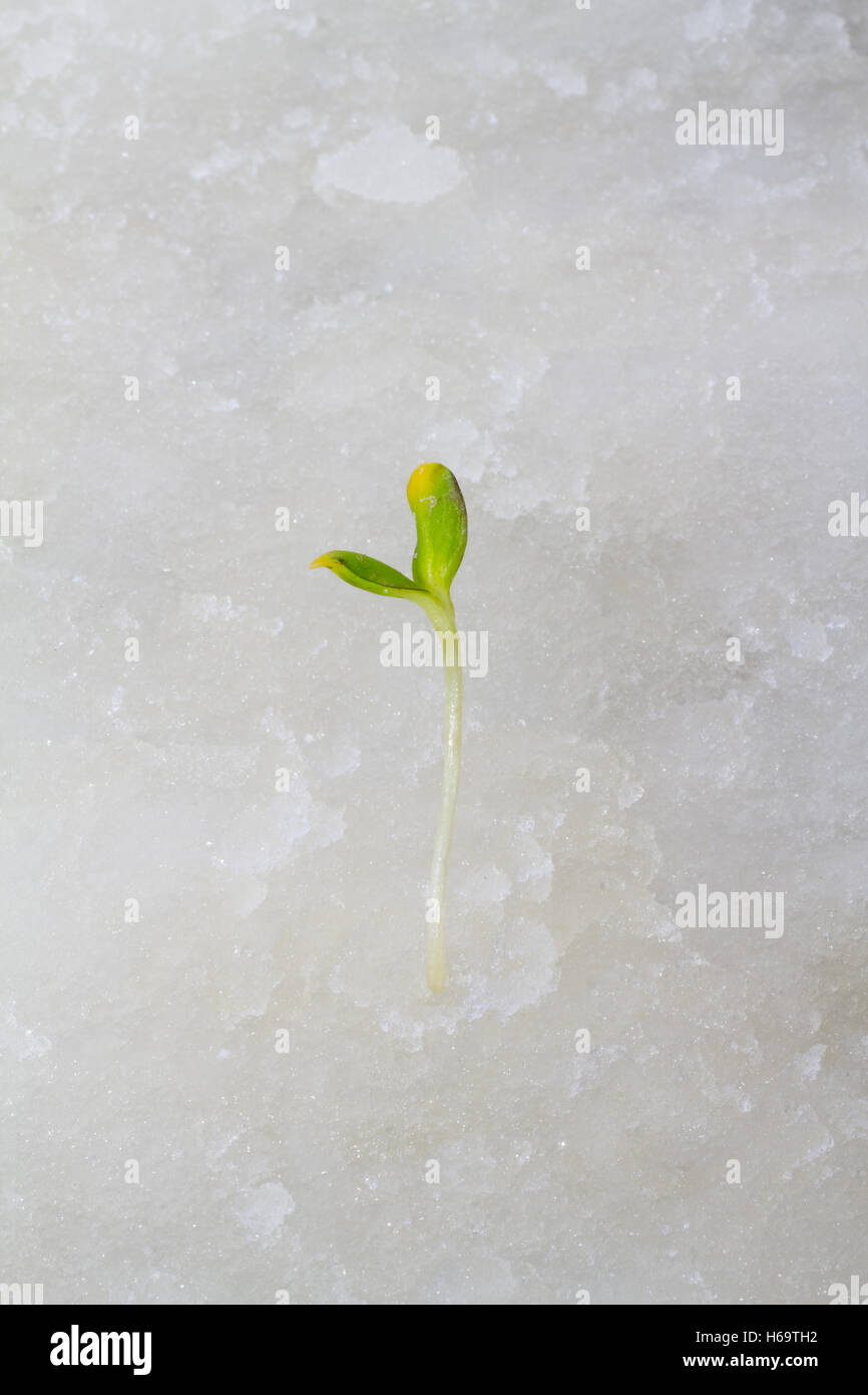 the first plants by the beginning of spring Stock Photo - Alamy