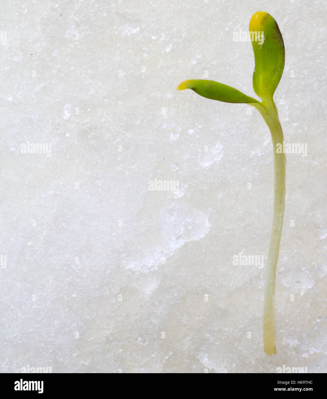 the first plants by the beginning of spring Stock Photo - Alamy