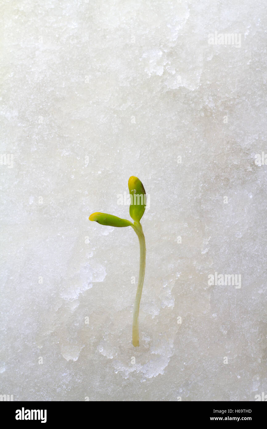 the first plants by the beginning of spring Stock Photo - Alamy