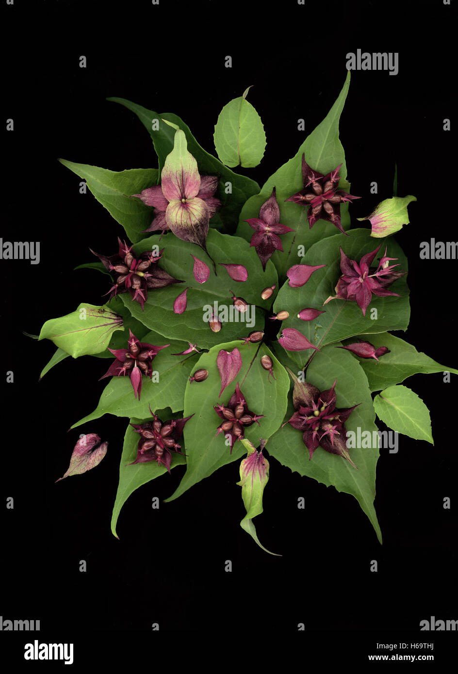 himalayan huckleberry flowers Stock Photo - Alamy