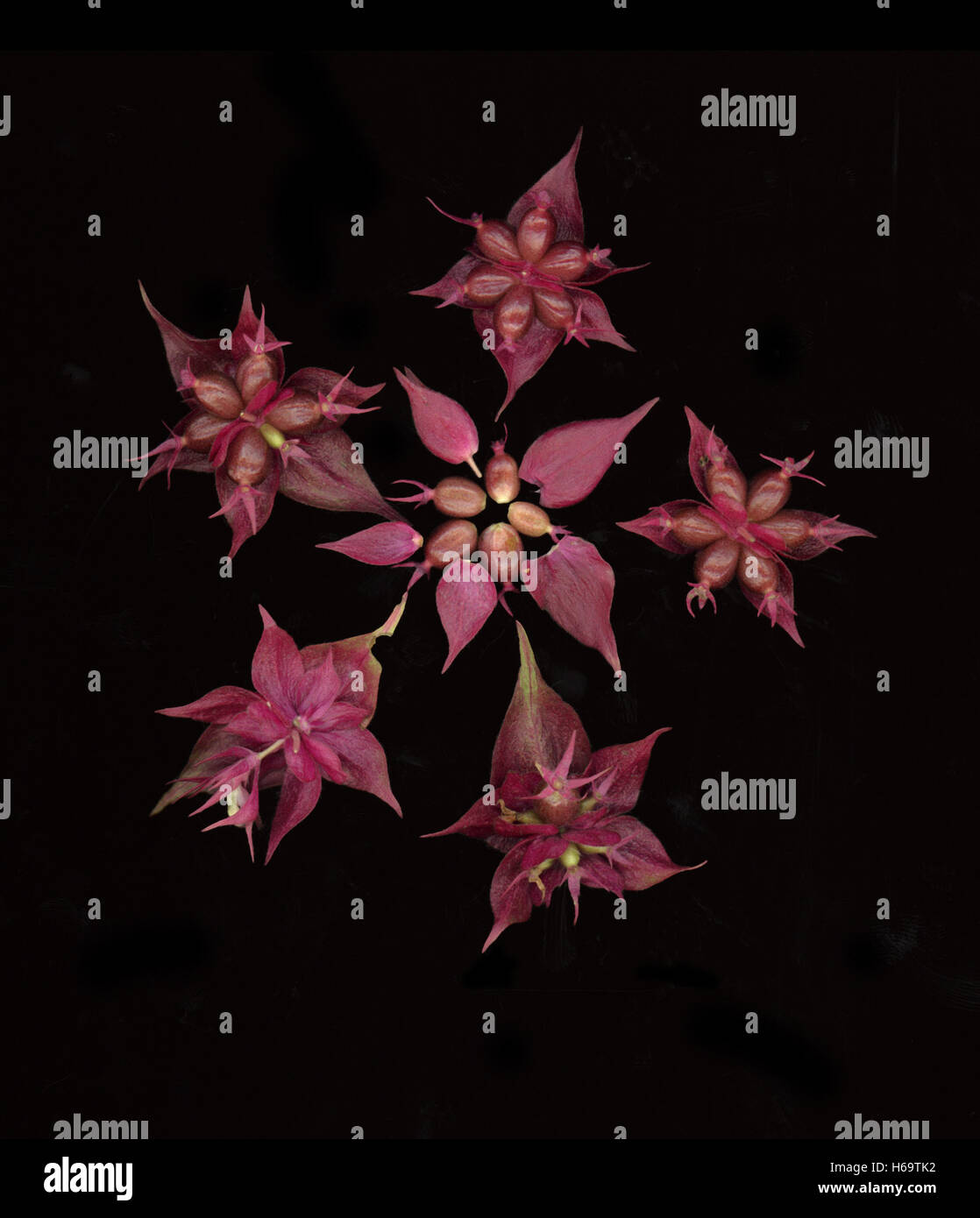 himalayan huckleberry flowers Stock Photo - Alamy