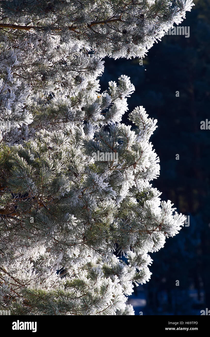 hard frost in the coniferous wood Stock Photo - Alamy
