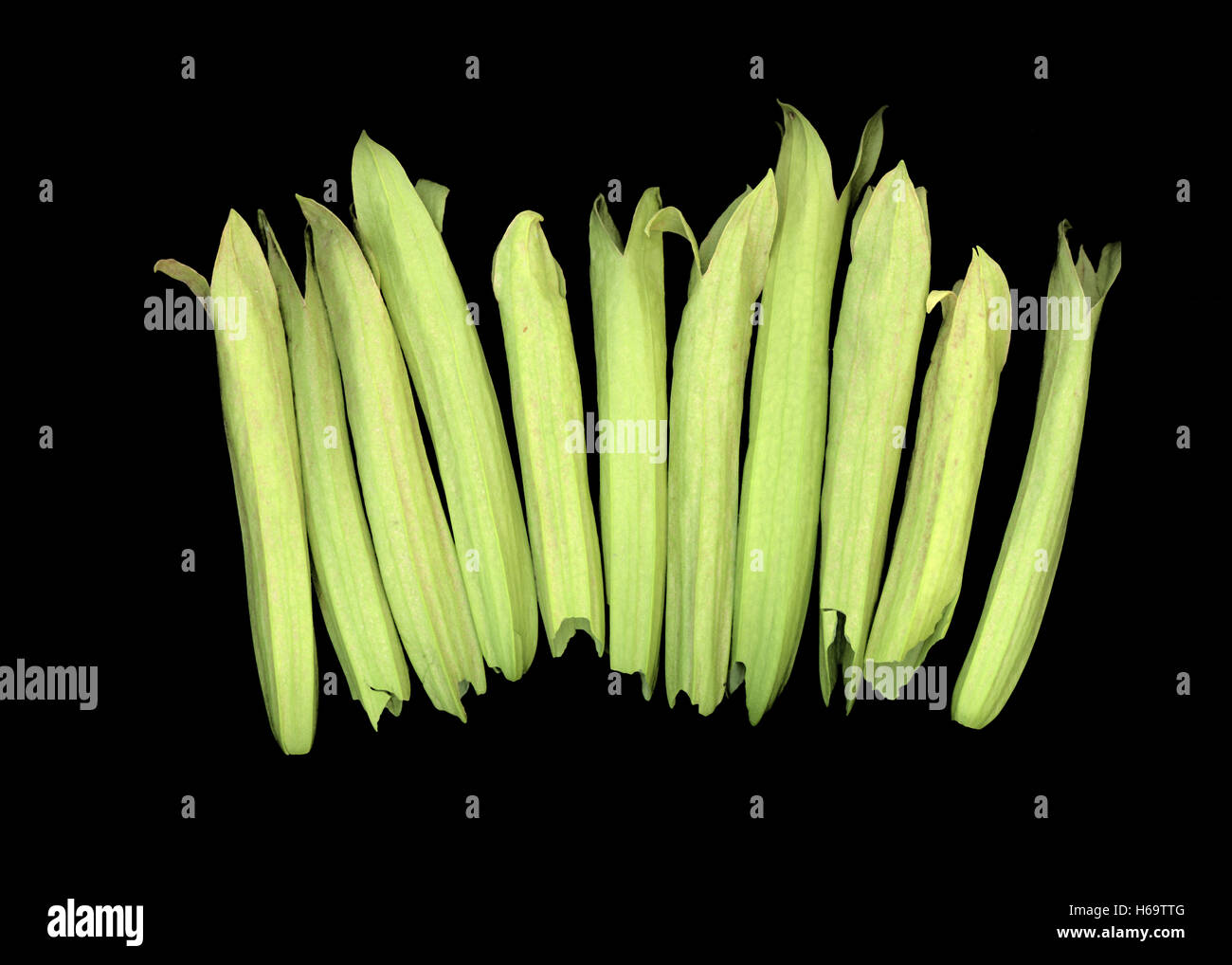 brugmansia angel trumpet flower pods Stock Photo - Alamy
