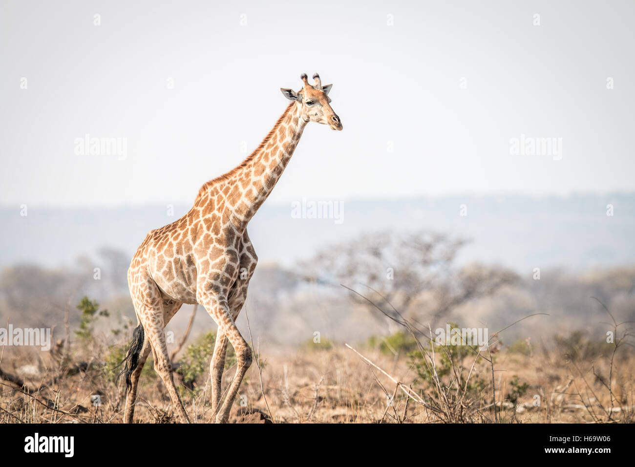 Giraffe walking in the bush in the Kruger National Park, South Africa ...