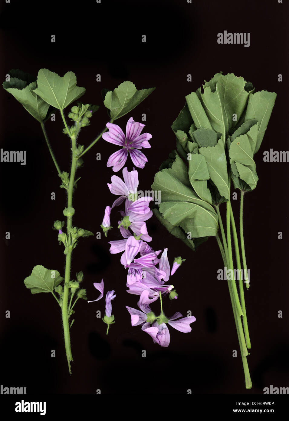 purple wildflower common mallow Stock Photo - Alamy