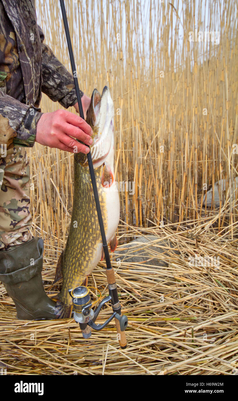 trophy on fishing: large pike great luck Stock Photo - Alamy