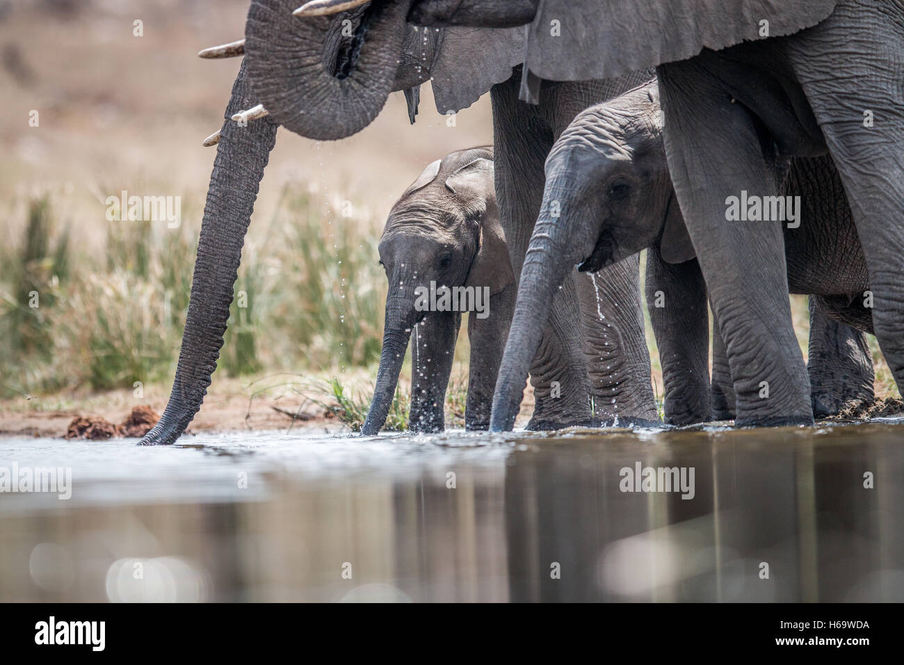 Drinking Elephants in the Kruger National Park, South Africa Stock Photo - Alamy