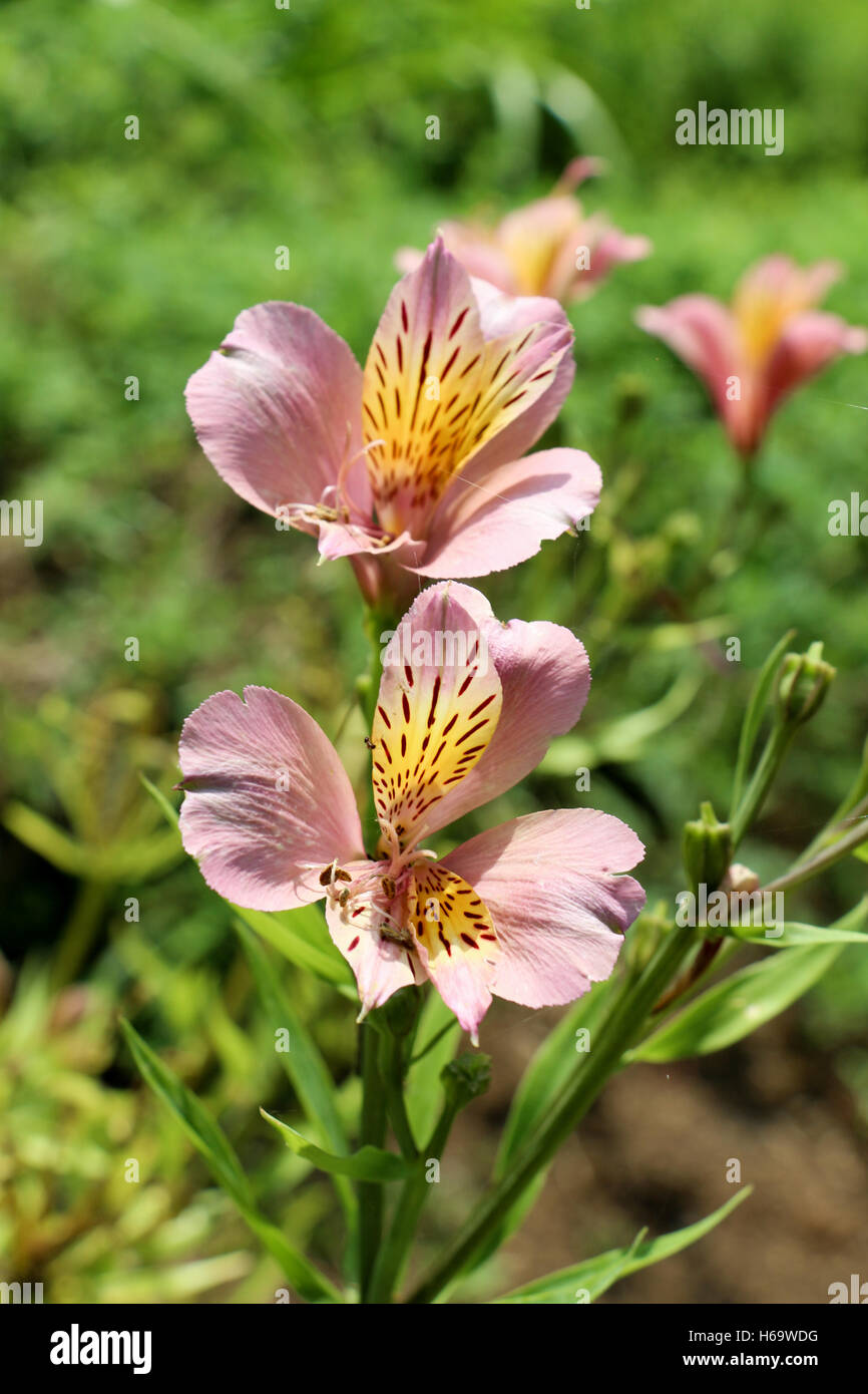 Beautiful fresh lily flowers in nature background Stock Photo - Alamy