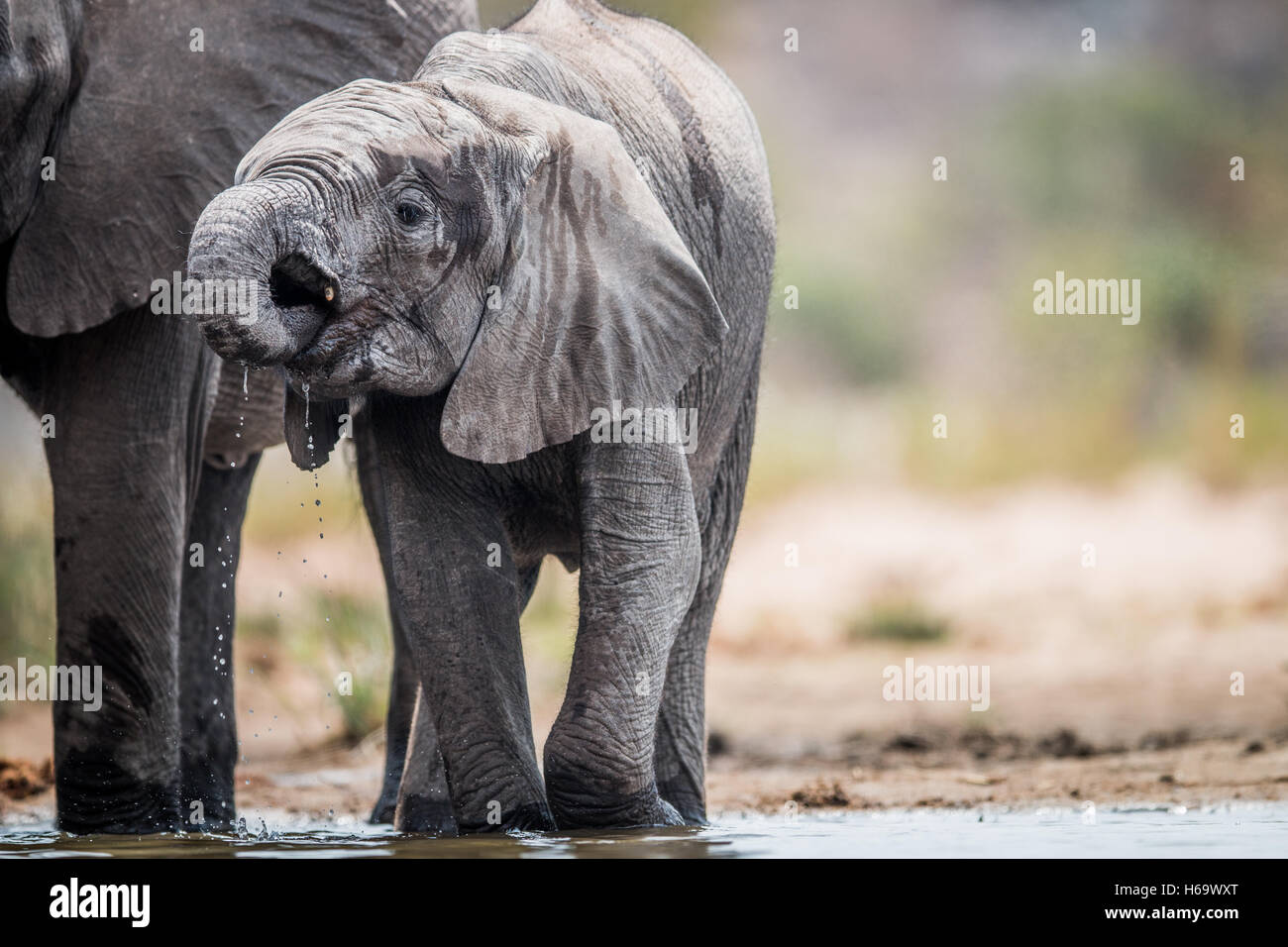 Drinking Elephants in the Kruger National Park, South Africa Stock Photo - Alamy