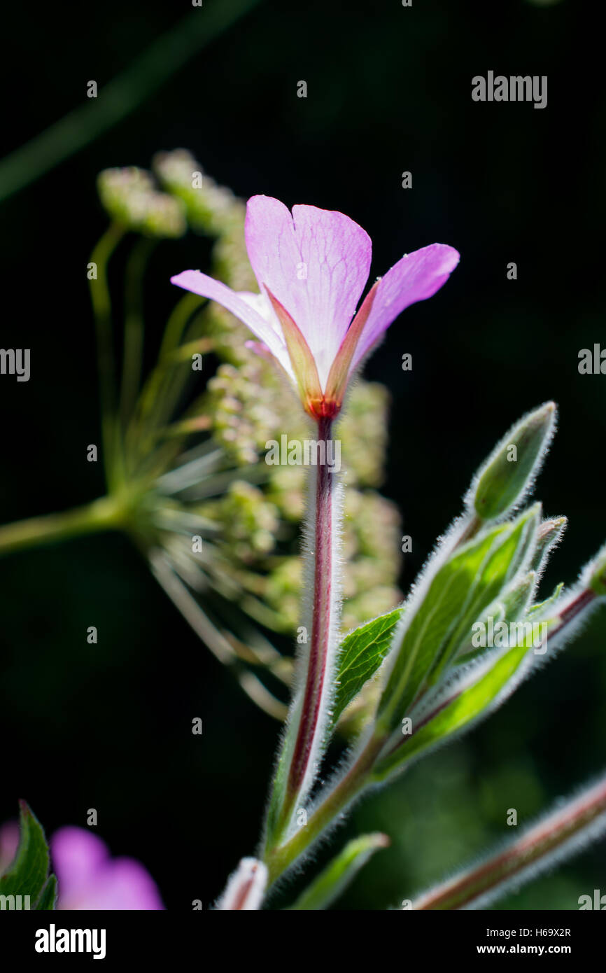 Beautiful fresh flowers in nature background Stock Photo - Alamy