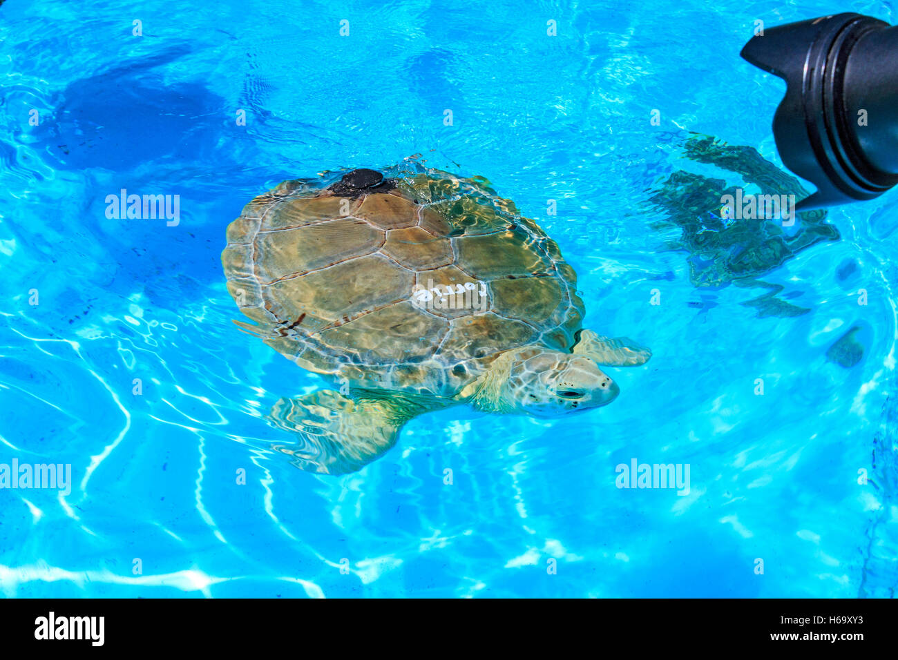 Rescued turtle at the Turtle Hospital in Marathon, Florida. The ...