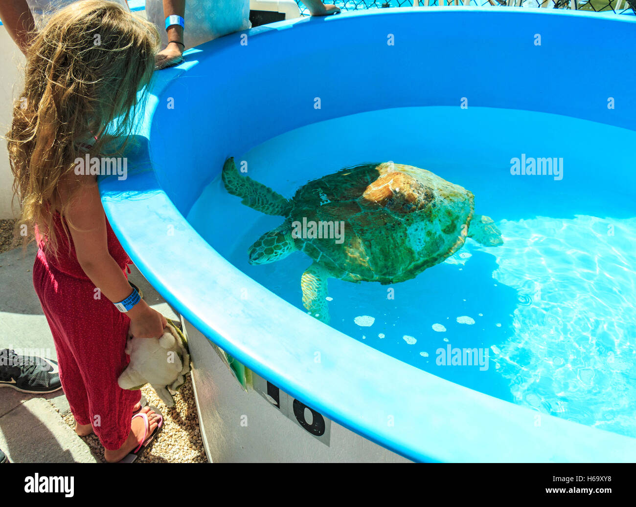 Little girl watches one of the rescued turtles at the Turtle Hospital ...